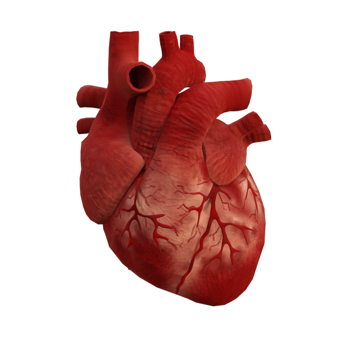 心脏3D动画模型 3D模型_3D打印_3D图纸下载_3D建模_obj,fbx,gltf,stl,usdz,glb,3dmax,VisionPro